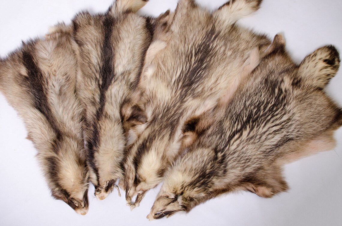 Raccoon Fur Pelt Soft Mount Taxidermy Animal Pelt - Etsy