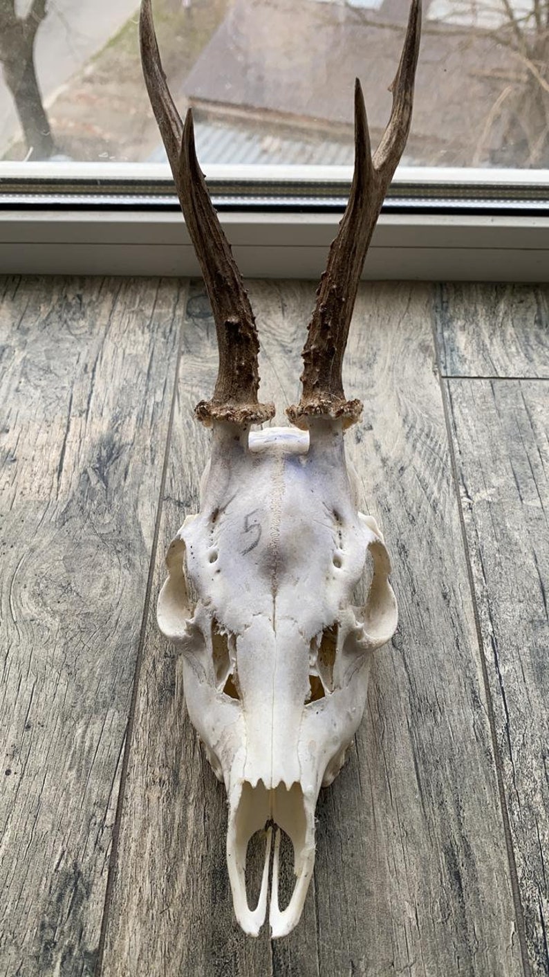 Big Roe Deer Skull Animal Skull soft Mount Taxidermy - Etsy