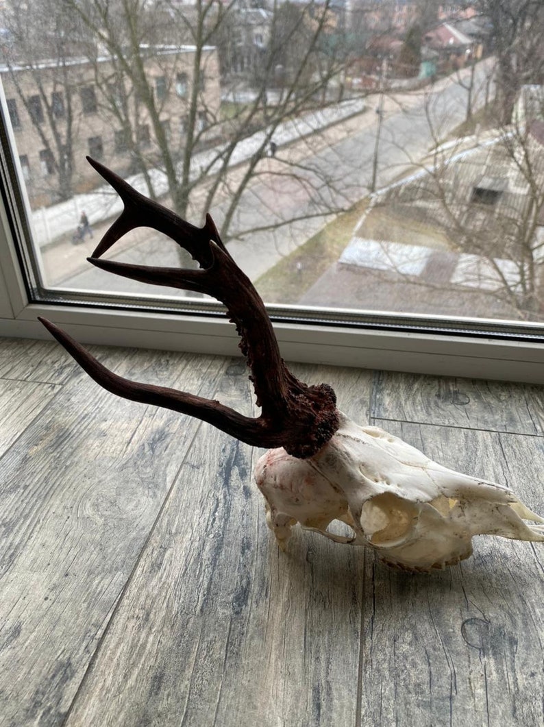 Big Roe Deer Skull Animal Skull soft Mount Taxidermy - Etsy