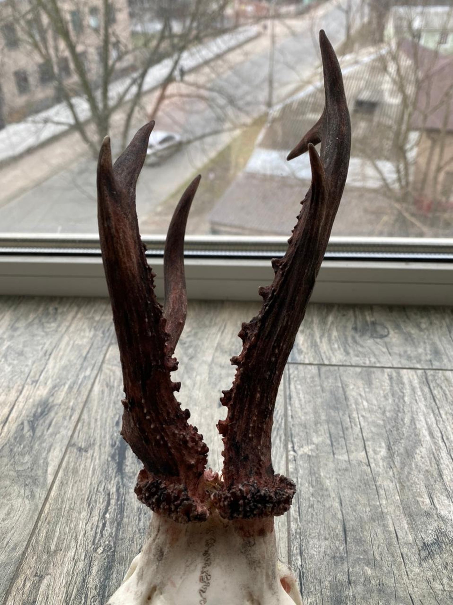 Big Roe Deer Skull Animal Skull soft Mount Taxidermy - Etsy