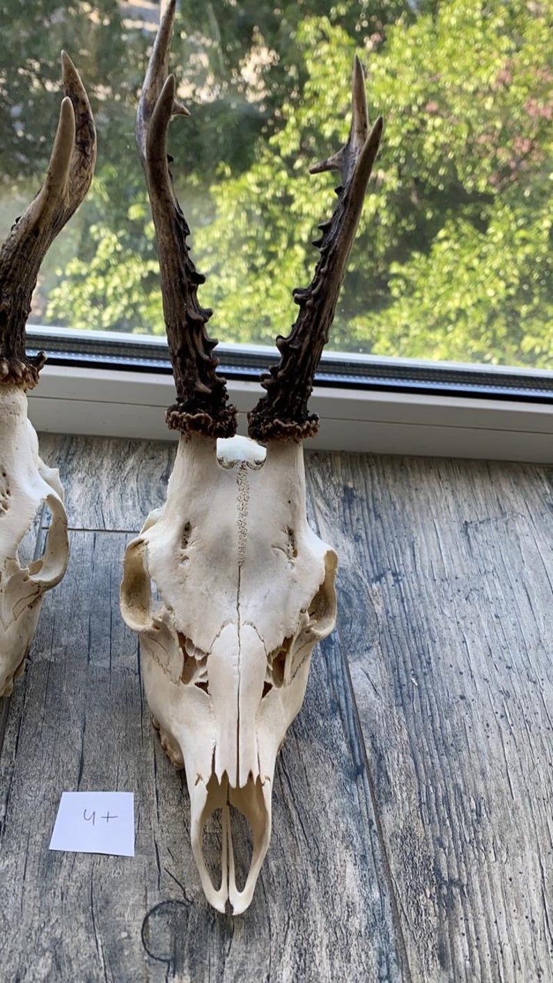 Roe Deer Skull Animal Skull Soft mount taxidermy Viking | Etsy