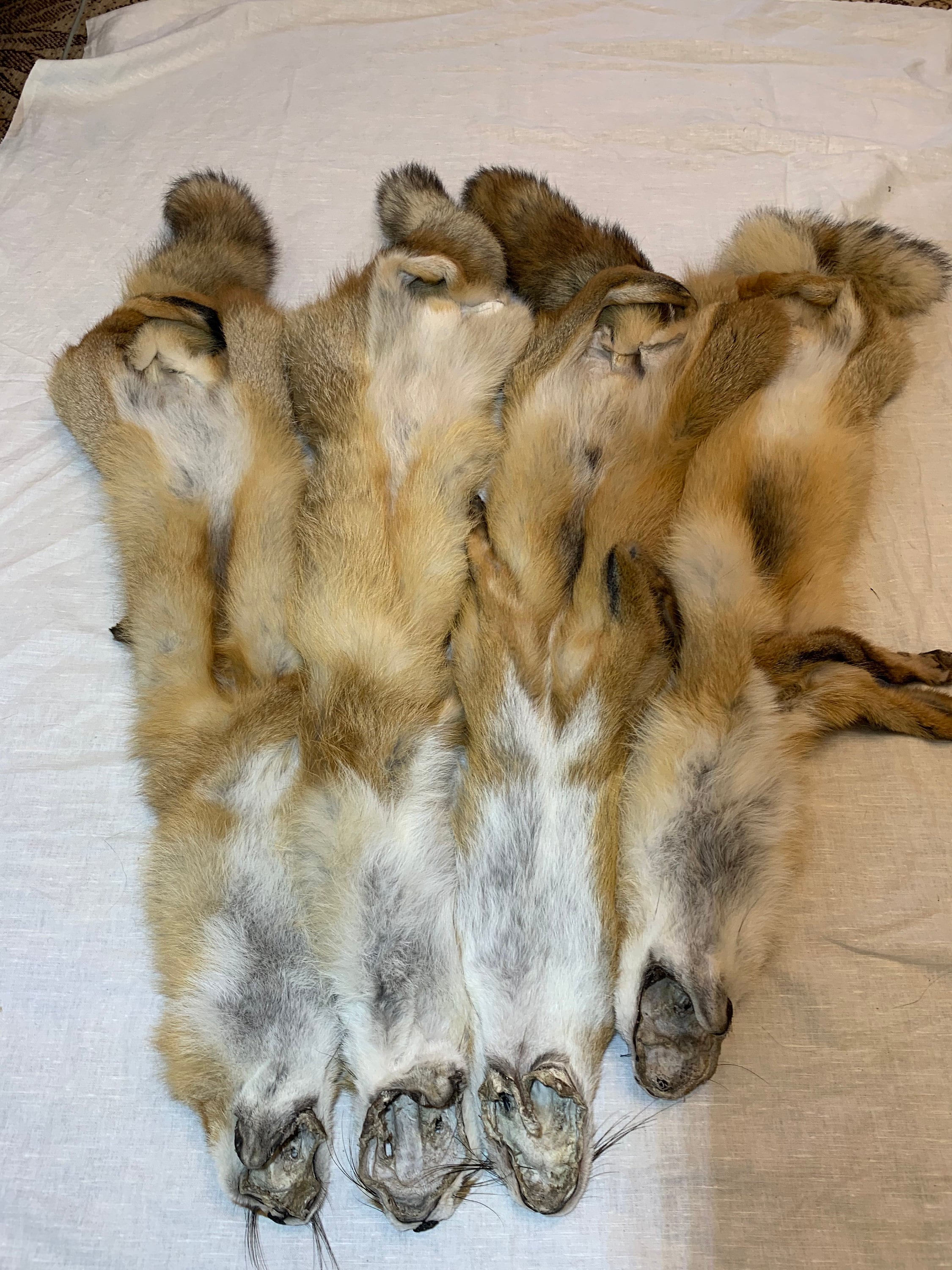 Red Fox Pelt for Taxidermy Soft Mount Skin Medieval | Etsy Australia