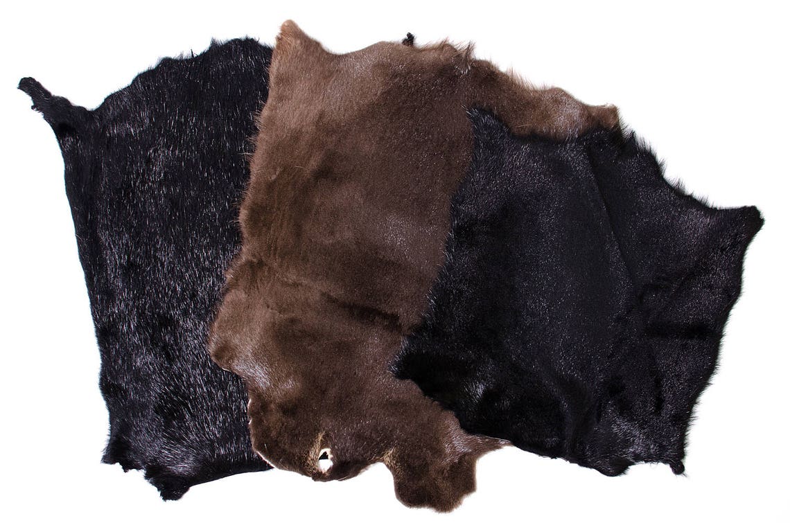 Real Nutria Pelt Animal Pelt Coypu Pelt Nutria Skin - Etsy
