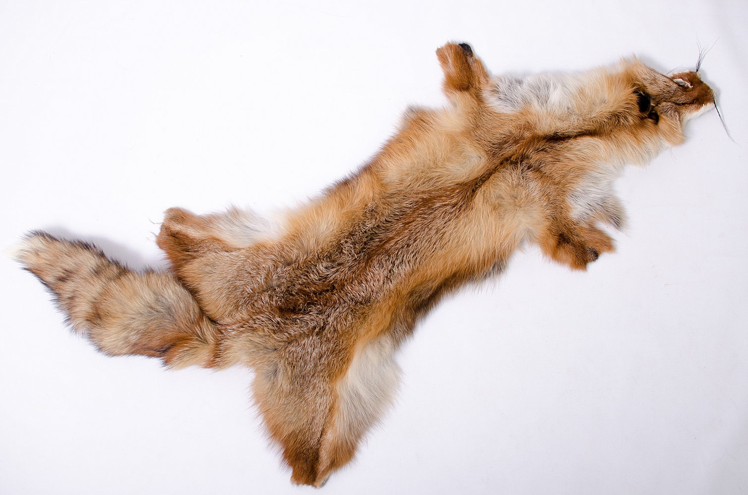 Red Fox Pelt Soft Mount Taxidermy Fox Skin Medieval - Etsy