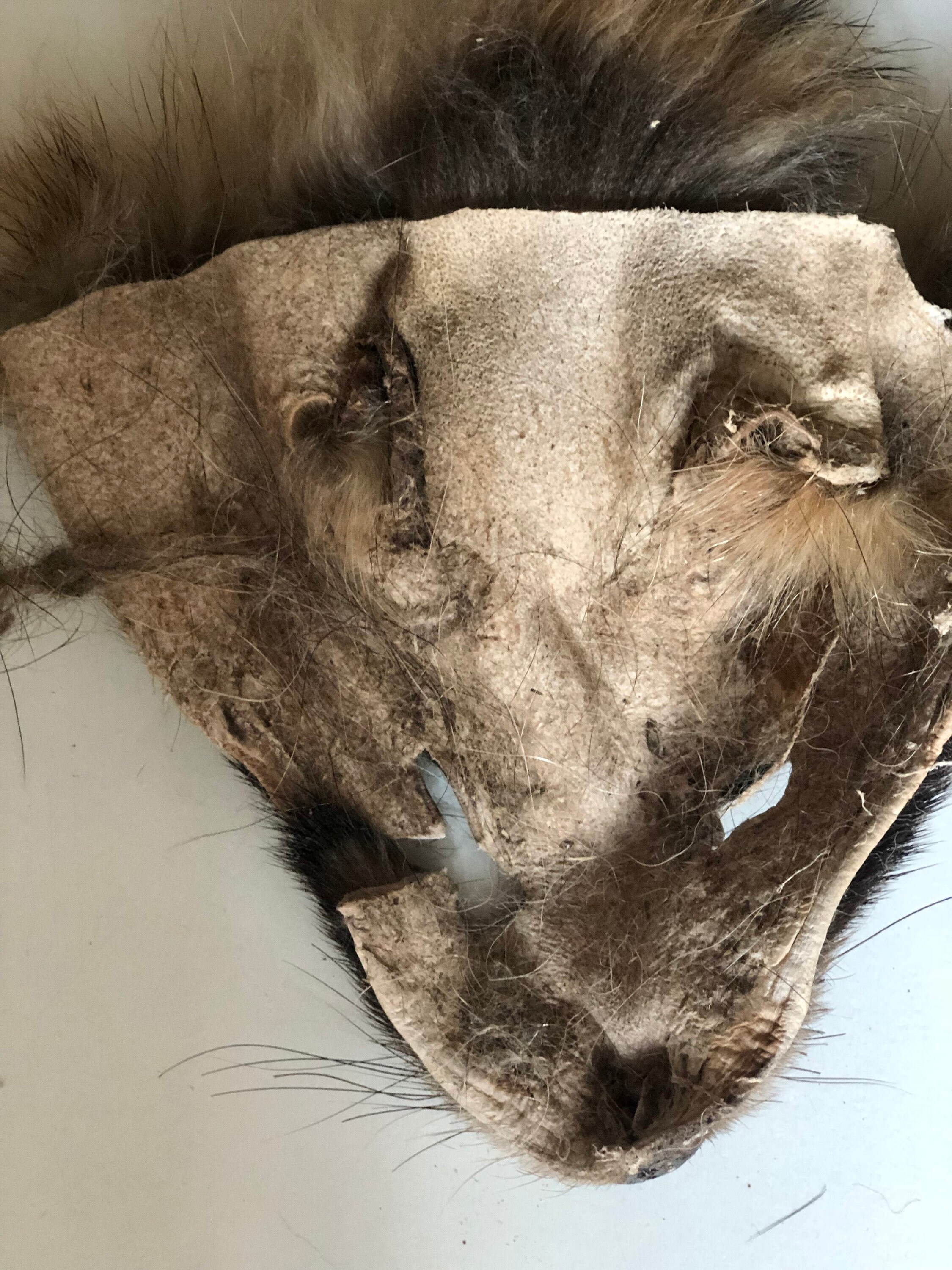 Real Fur Raccoon Dog Face – Tanuki Animal Pelt Taxidermy - Etsy