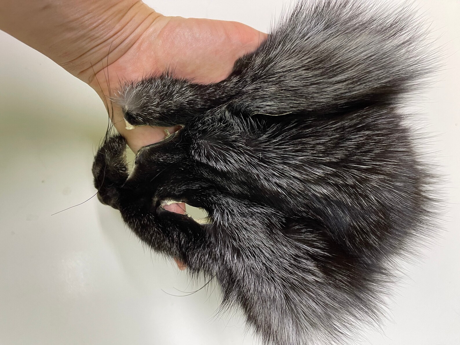 Silver Fox Face Head Fox Face Fox Mask Animal Pelt Soft - Etsy