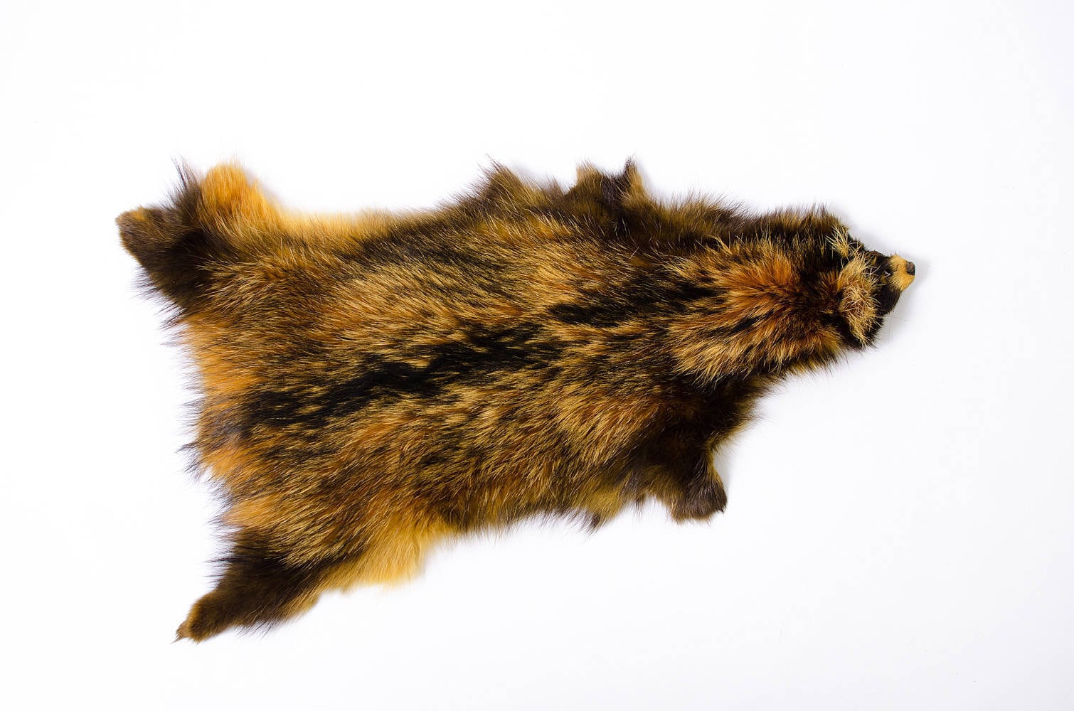 Raccoon Fur Pelt Soft Mount Taxidermy Animal Pelt | Etsy