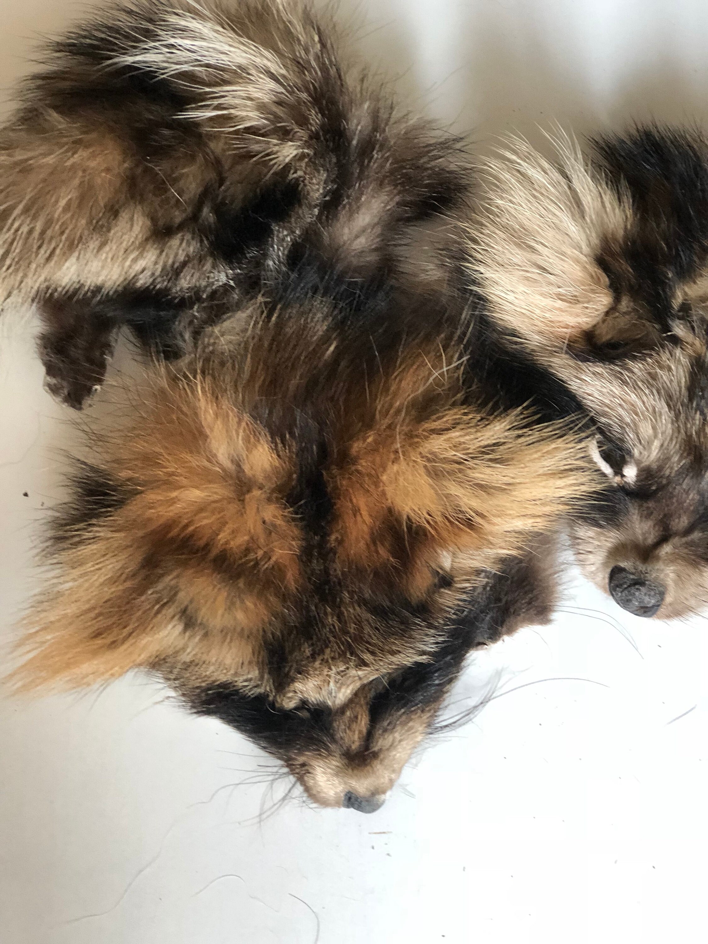 Tanuki Raccon Face Head Raccoon Face Raccoon Dog Face | Etsy