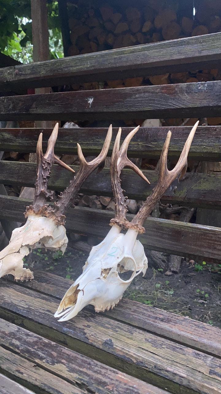 Big Roe Deer Skull Animal Skull soft Mount Taxidermy - Etsy