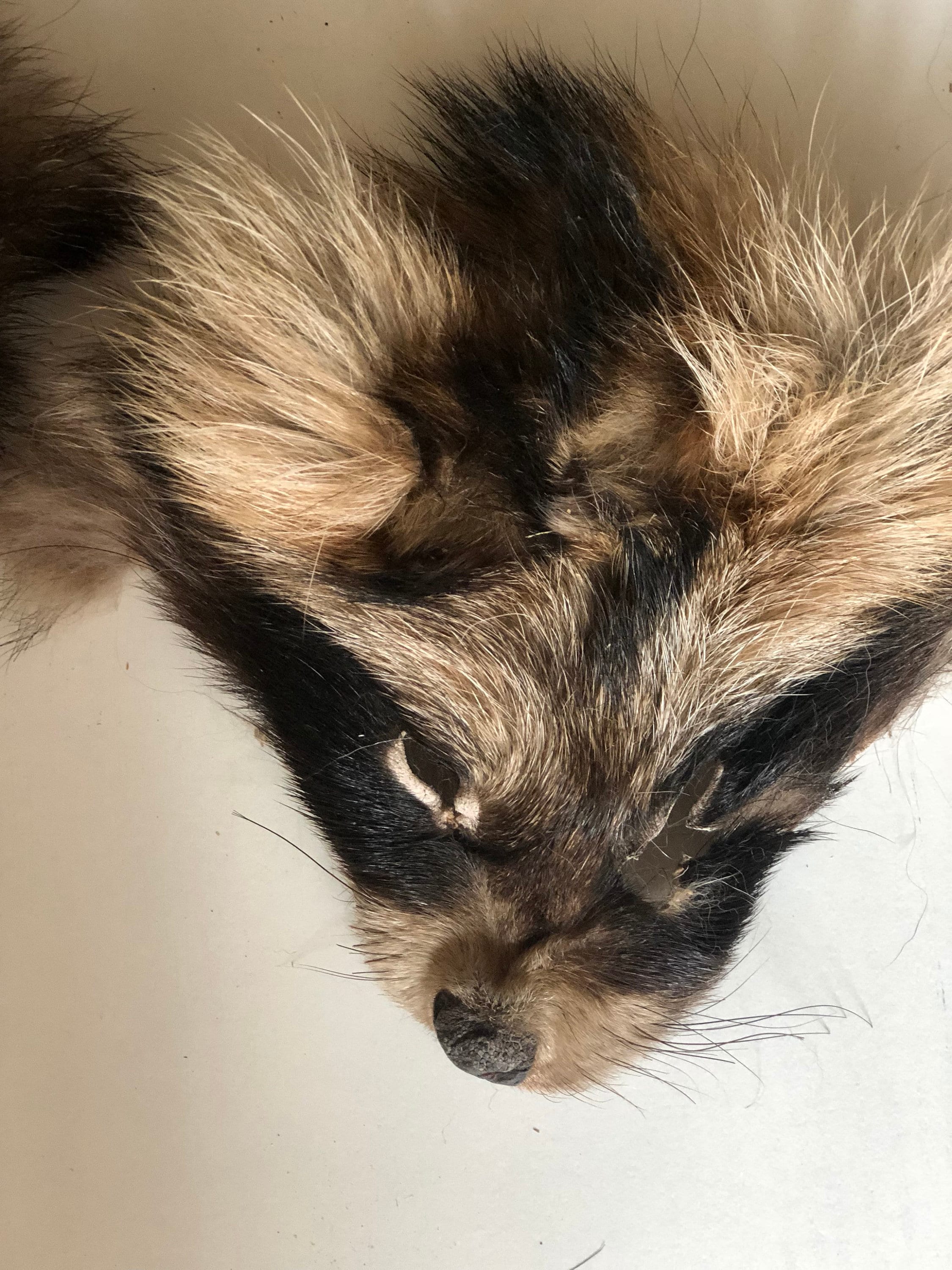 Tanuki Raccon Face Head Raccoon Face Raccoon Dog Face | Etsy