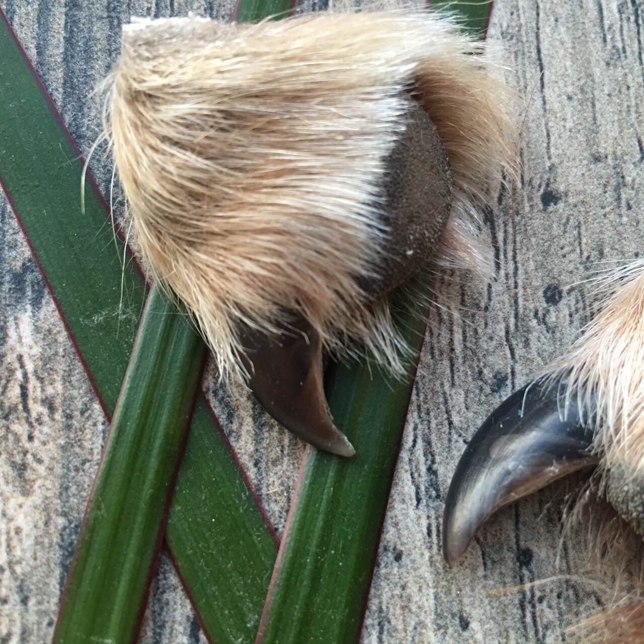 Coyote Claw Animal Claws Clew Necklace Coyote Pelt - Etsy Canada