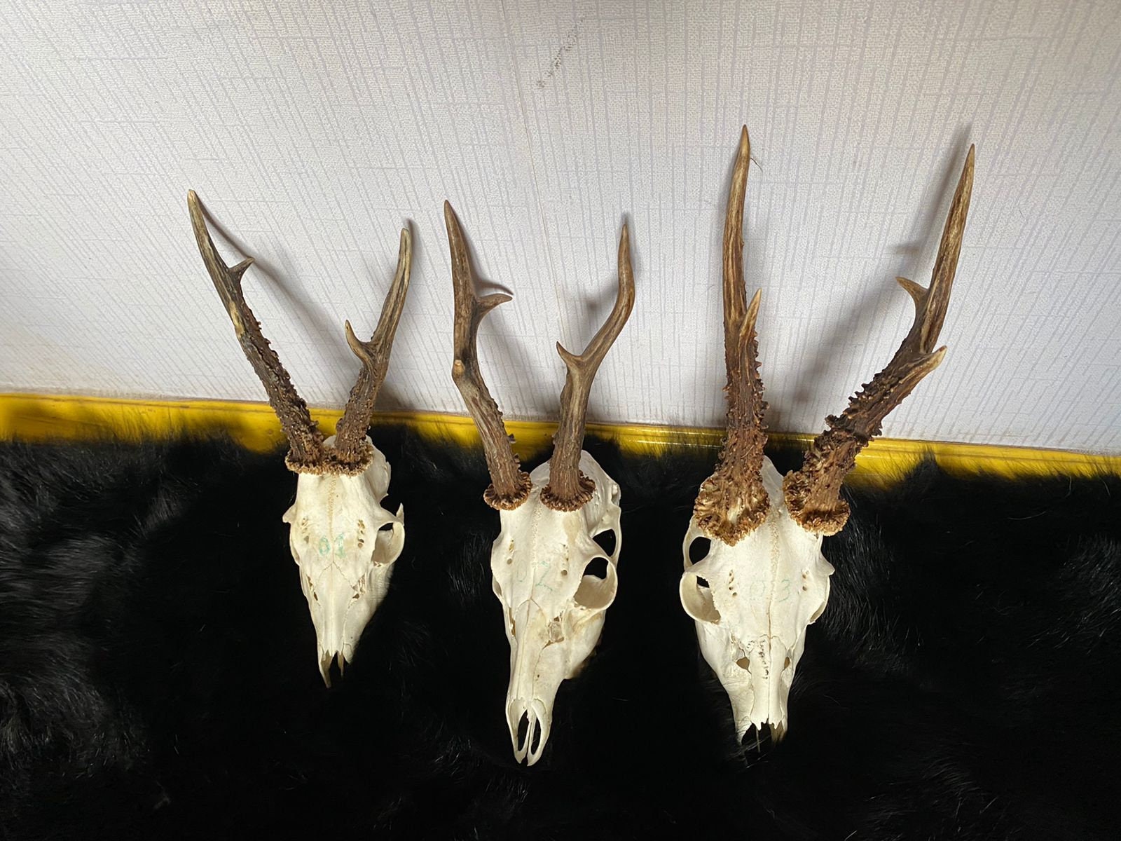 Big Roe Deer Skull Animal Skull soft Mount Taxidermy - Etsy