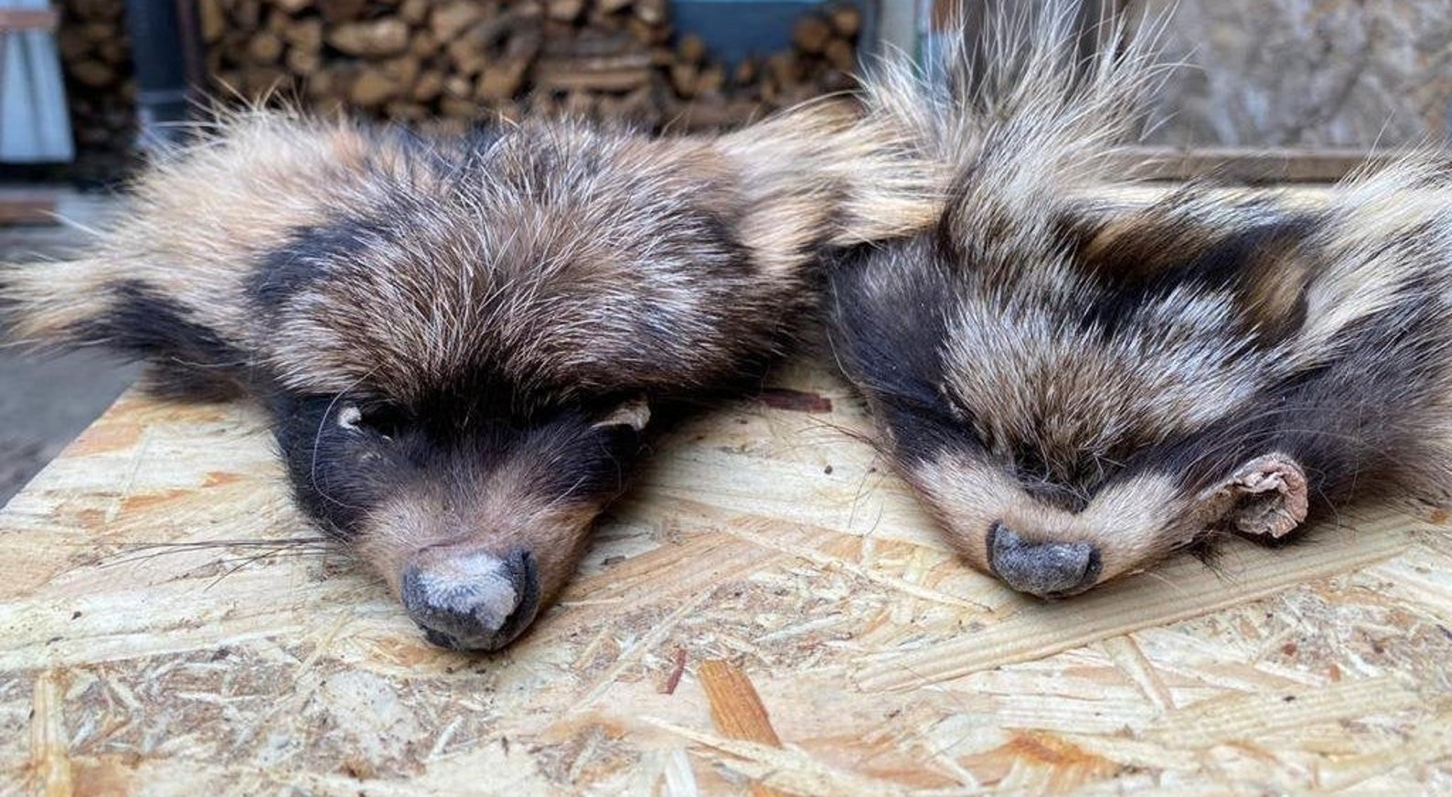 Tanuki Raccon Face Head Wasbeer gezicht Wasbeer hond | Etsy