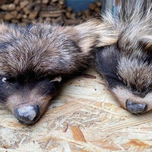 Real Fur Raccoon Dog Face – Tanuki Animal Pelt Taxidermy - Etsy