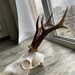 Big Roe Deer Skull Animal Skull soft Mount Taxidermy Viking Clothing - Etsy
