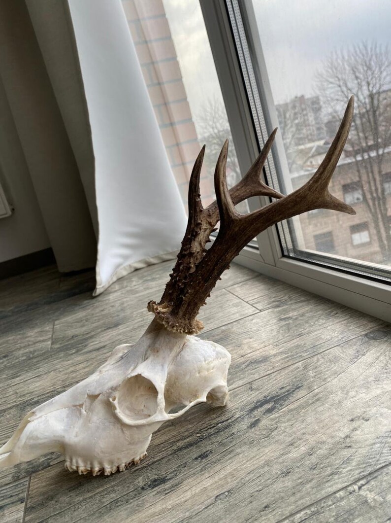 Big Roe Deer Skull Animal Skull soft Mount Taxidermy - Etsy