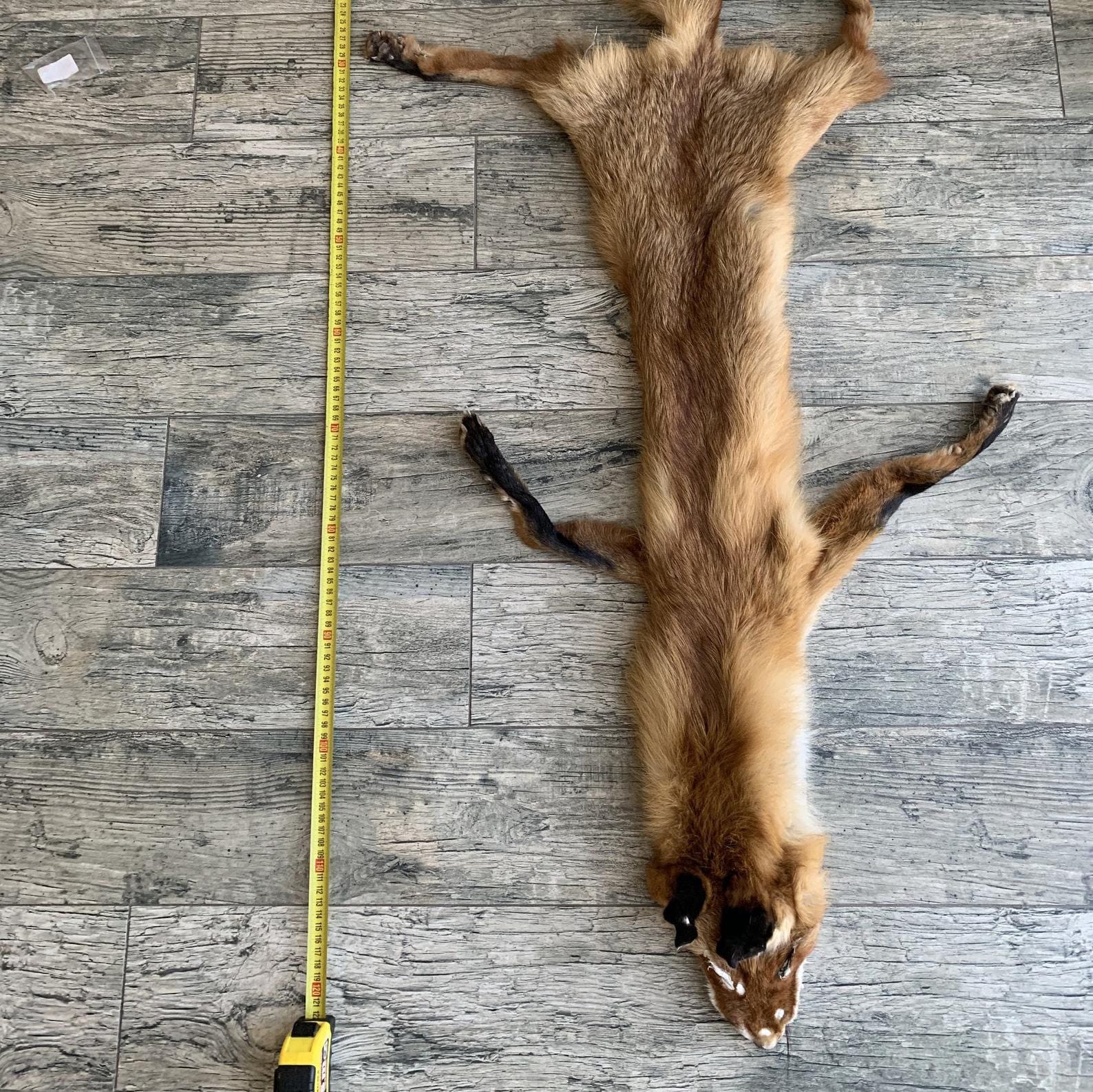 Red Fox Pelt for Taxidermy Soft Mount Skin Medieval | Etsy Australia