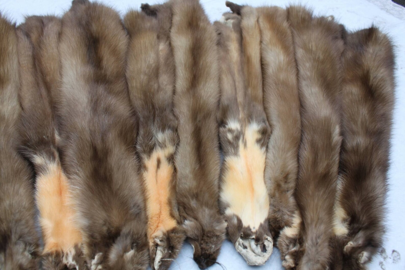 Marten Pelt Soft Mount Taxidermy Animal Pelt Cosplay - Etsy