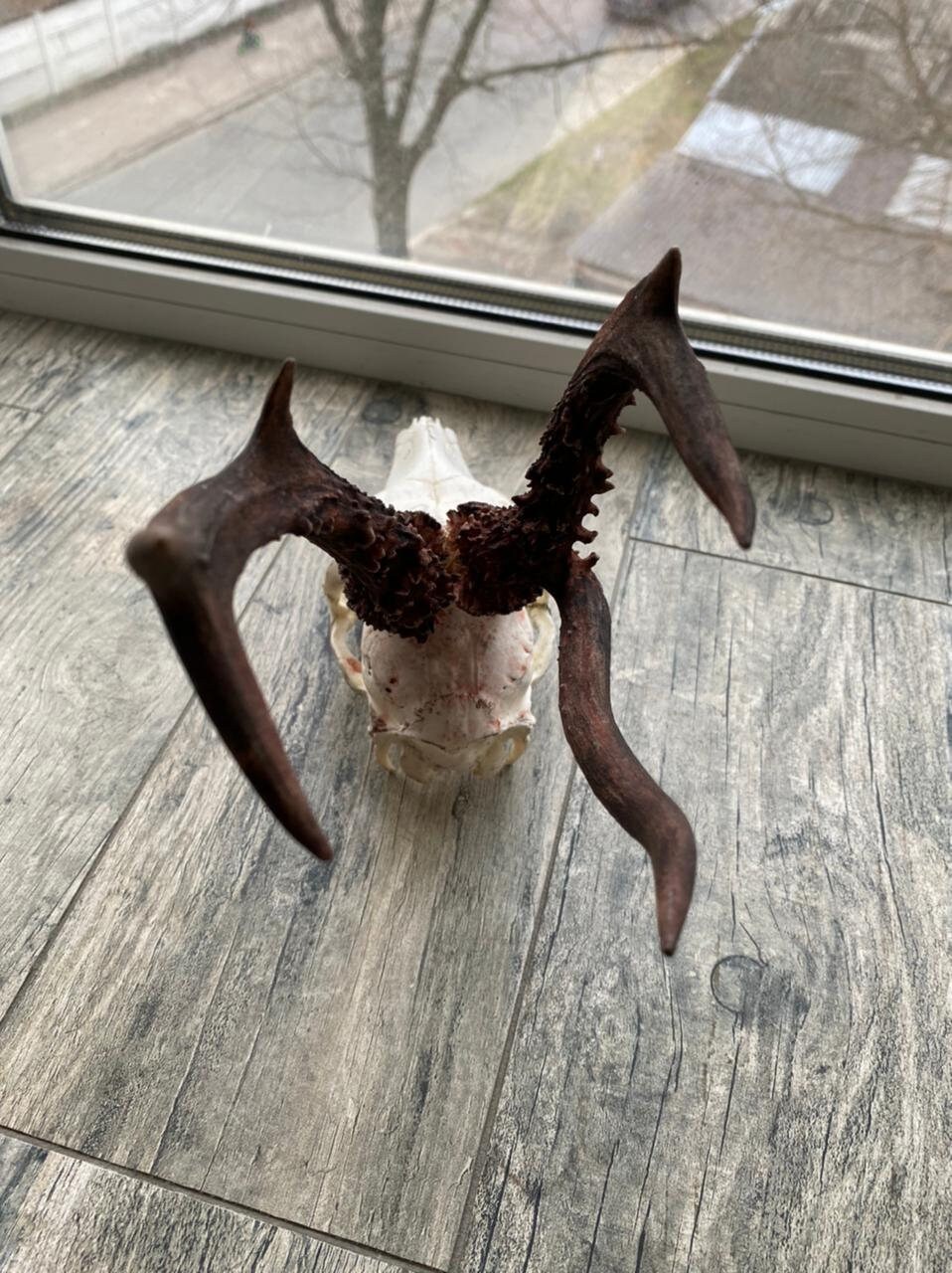 Big Roe Deer Skull Animal Skull soft Mount Taxidermy - Etsy UK