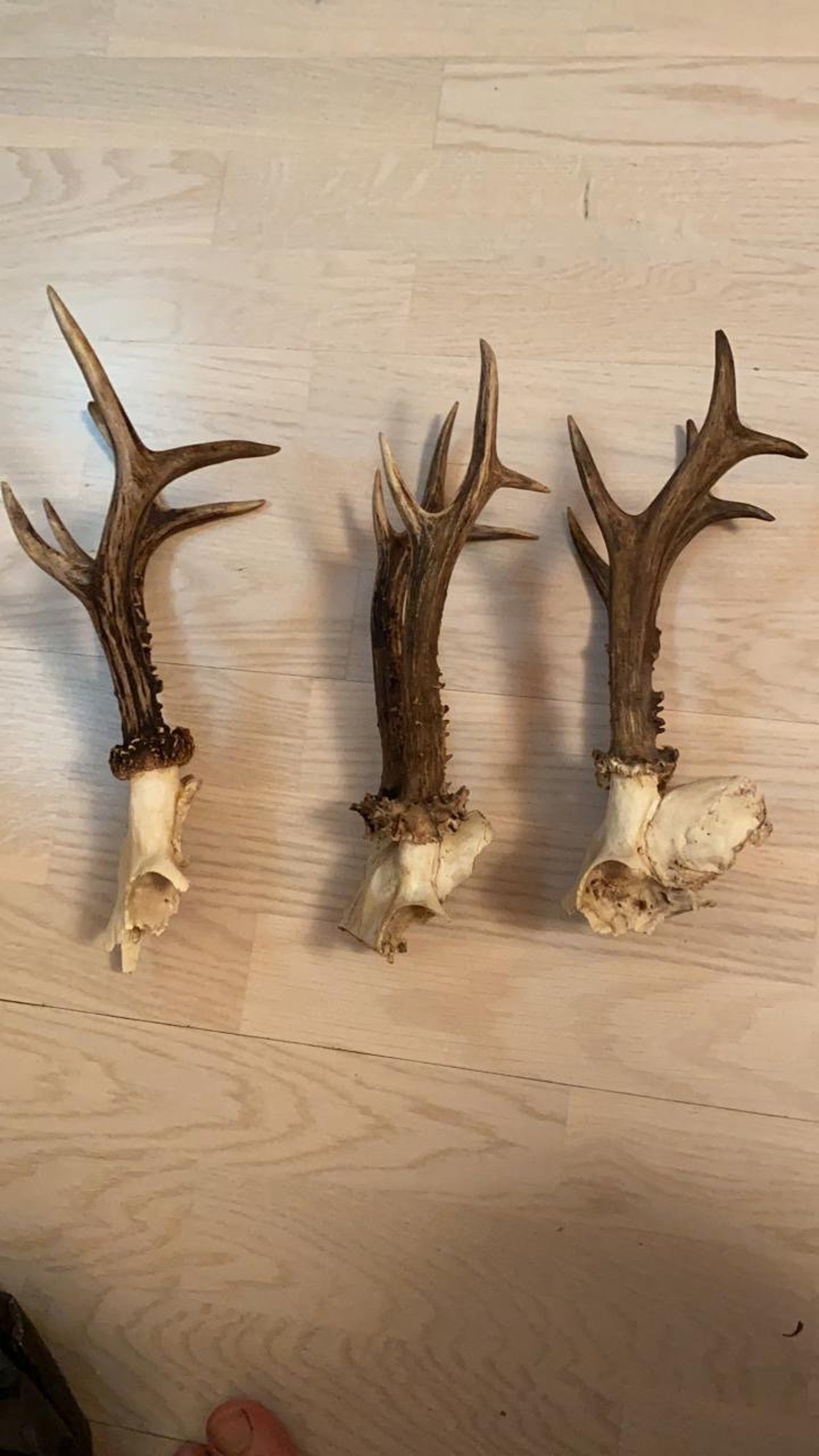 Big Roe Deer Skull Animal Skull Soft mount taxidermy | Etsy