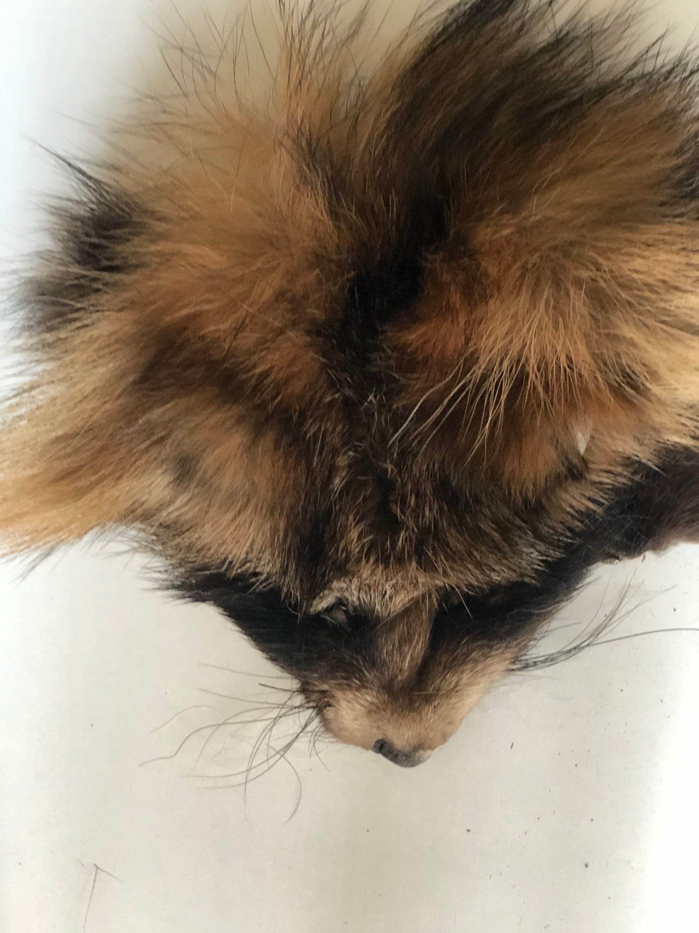 Tanuki Raccon Face Head Raccoon Face Raccoon Dog Face | Etsy