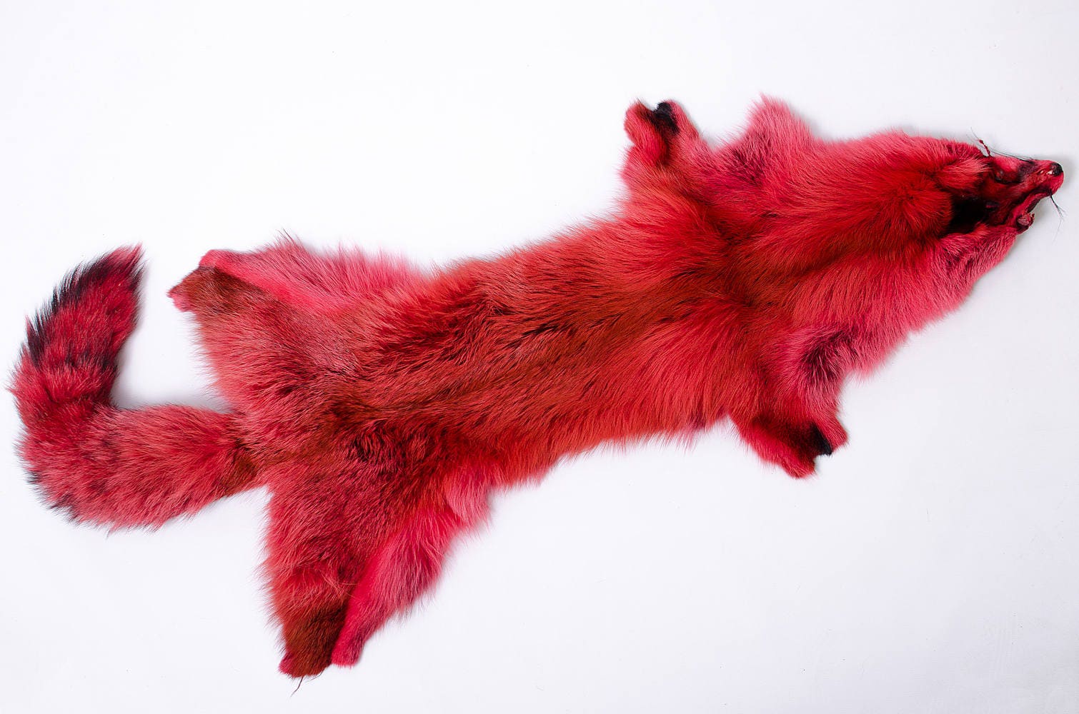 Red Fox Pelt Soft Mount Taxidermy Fox Skin Medieval - Etsy