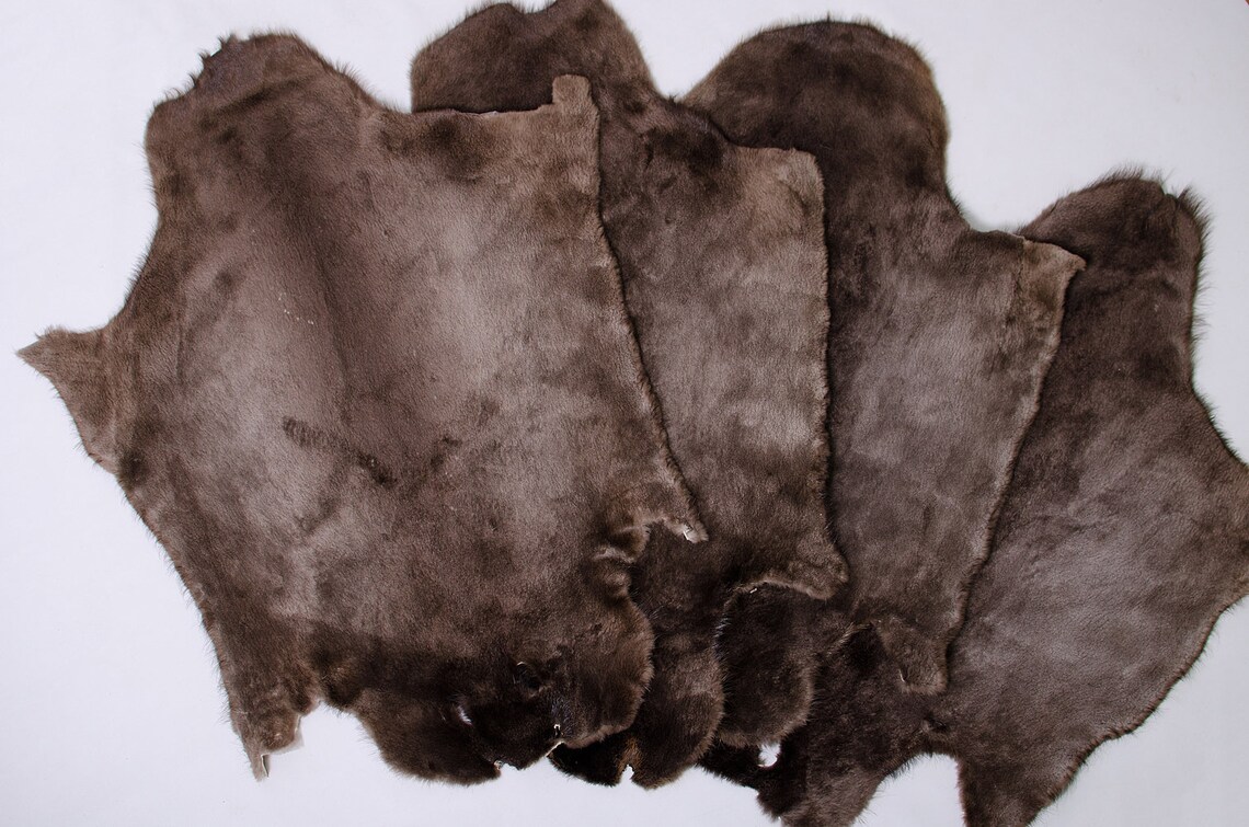 Black Beaver Pelt Animal Skin Beaver Fur Soft Mount - Etsy