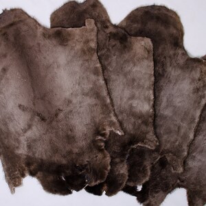 Black Beaver Pelt Animal Skin Beaver Fur Soft Mount Taxidermy Cosplay ...