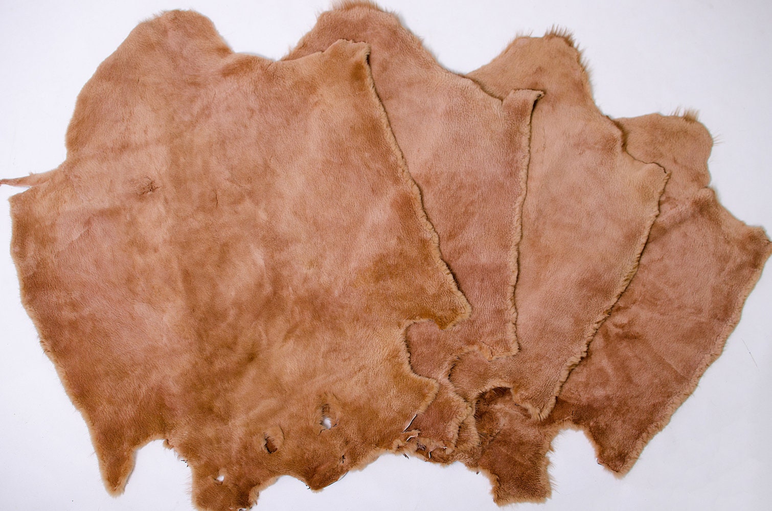 Black Beaver Pelt Animal Skin Beaver Fur Soft Mount - Etsy