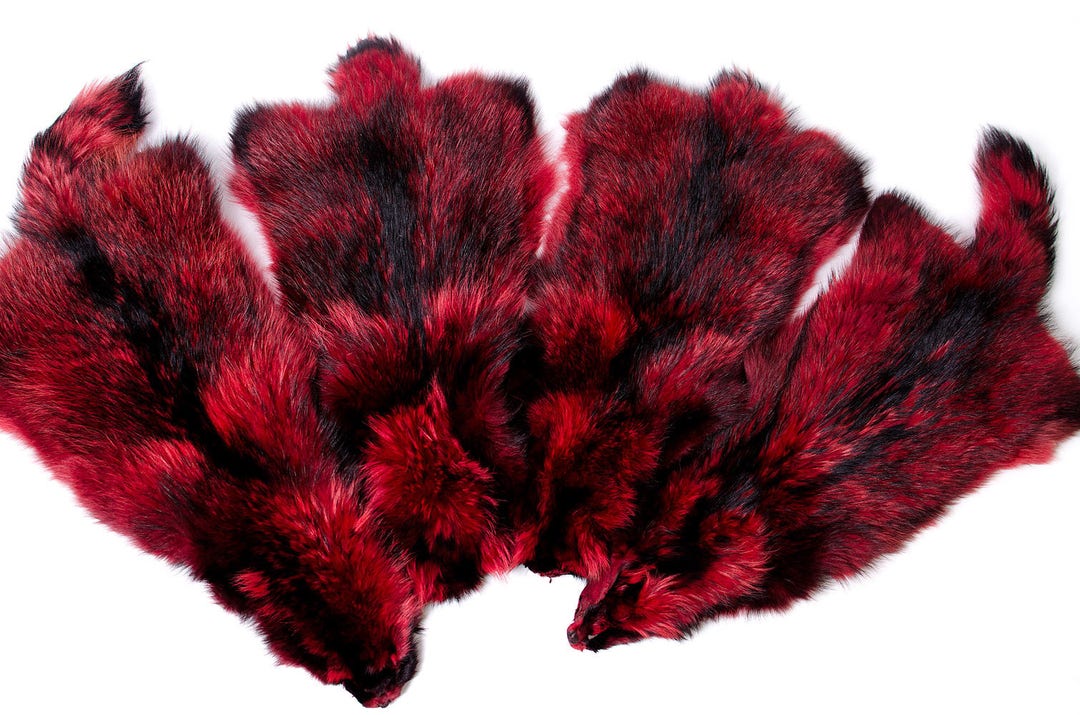 Red Animal Raccon Pelt Soft Mount Taxidermy Viking - Etsy