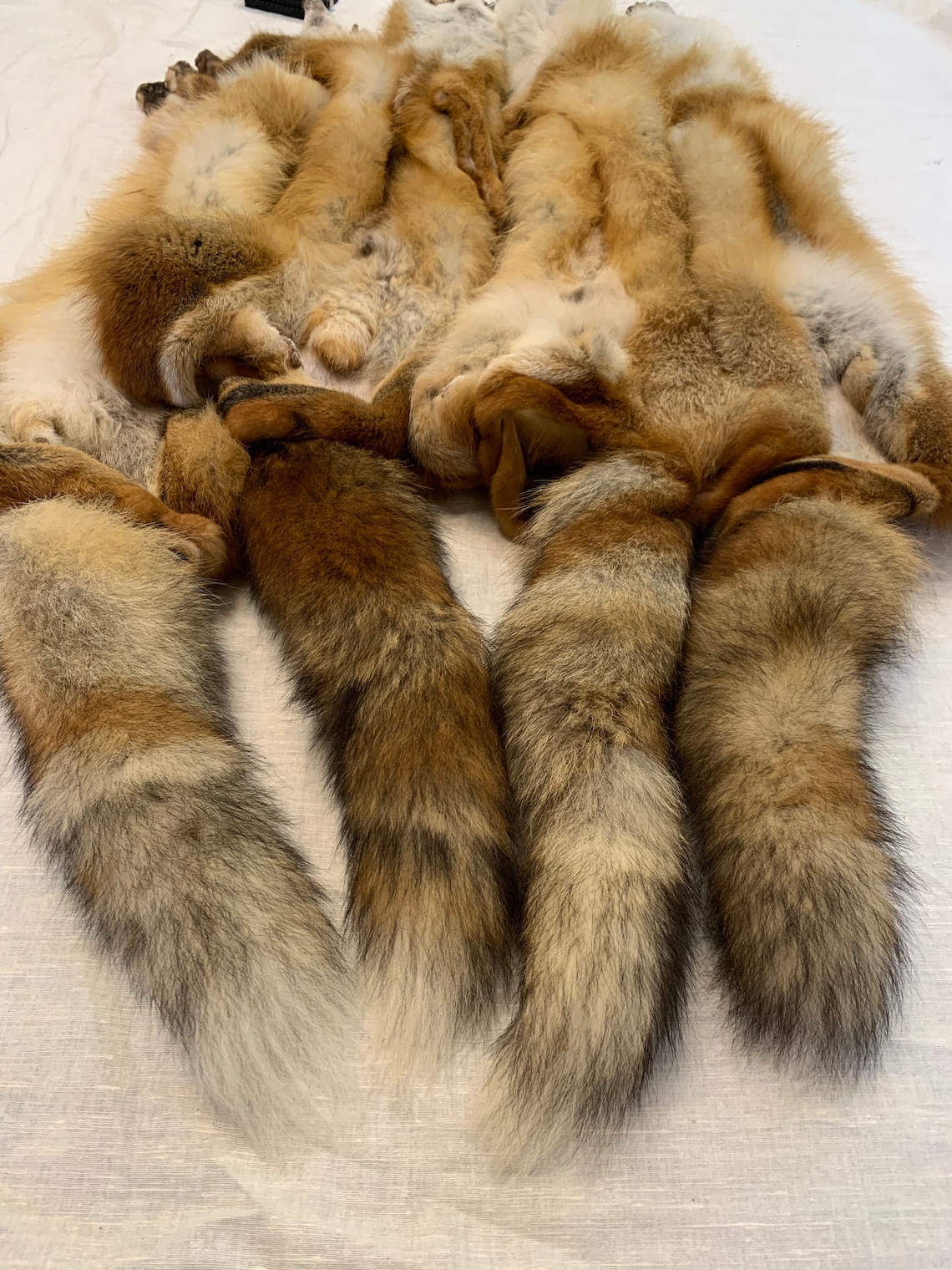 Red Fox Pelt for Taxidermy Soft Mount Skin Medieval - Etsy Australia