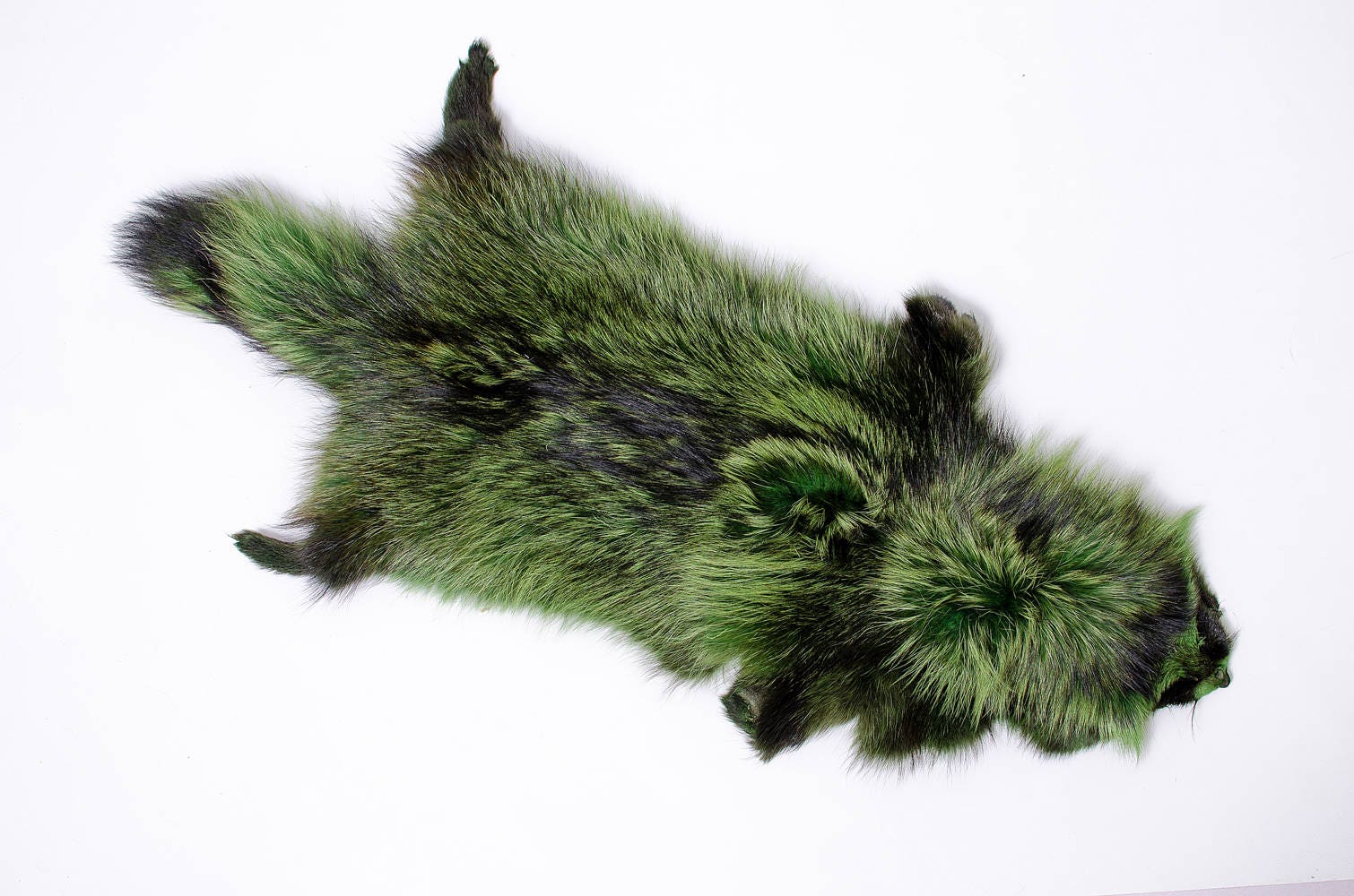 Yellow Raccoon Fur Pelt Animal pelt Taxidermy Soft Mount | Etsy