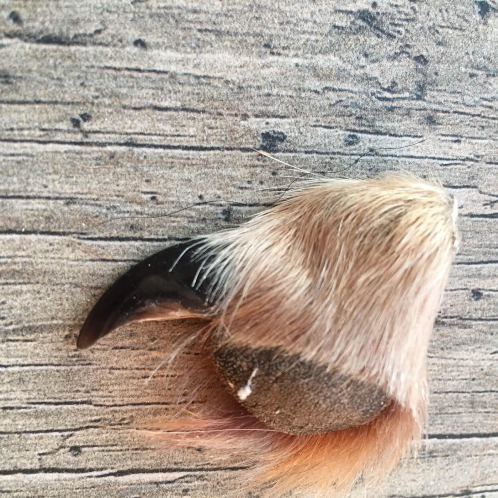 Coyote Claw Animal claws Clew necklace Coyote pelt | Etsy