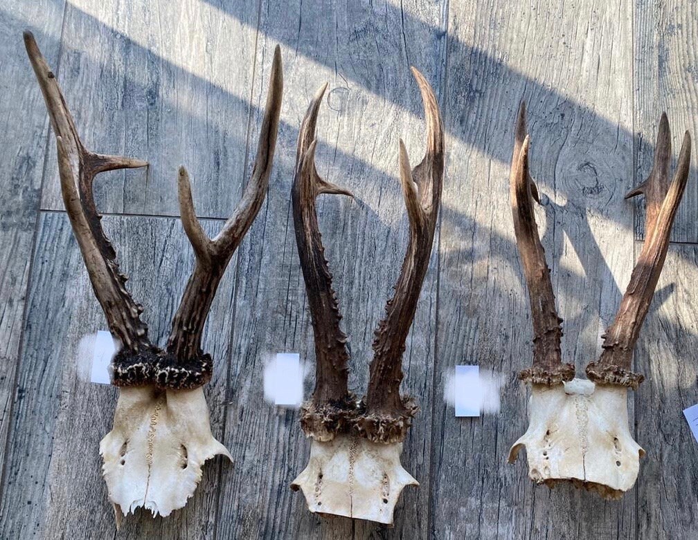 Big Roe Deer Skull Animal Skull Soft mount taxidermy | Etsy