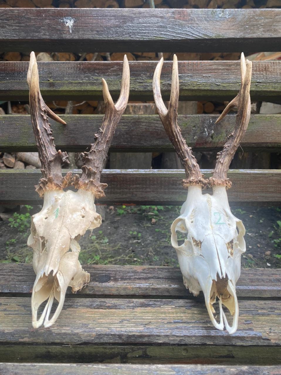 Big Roe Deer Skull Animal Skull soft Mount Taxidermy - Etsy