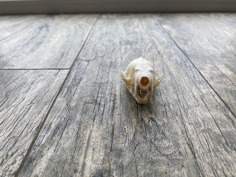 Mink Skull Fox Taxidermy Animal Skull soft Mount - Etsy