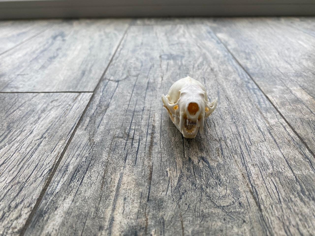 Mink Skull Fox Taxidermy Animal Skull Soft mount | Etsy