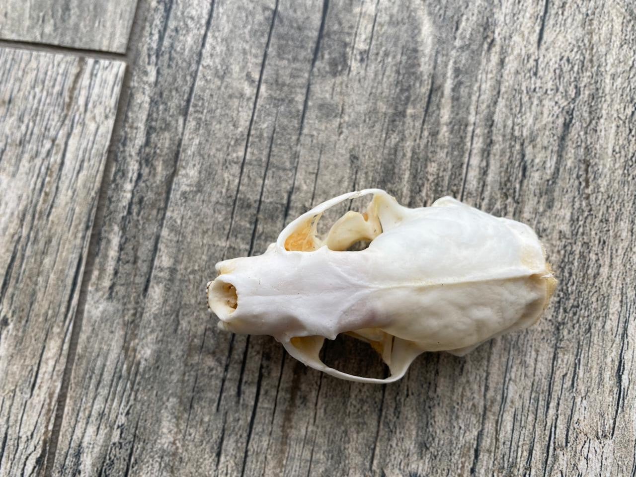 Mink Skull Fox Taxidermy Animal Skull Soft mount | Etsy