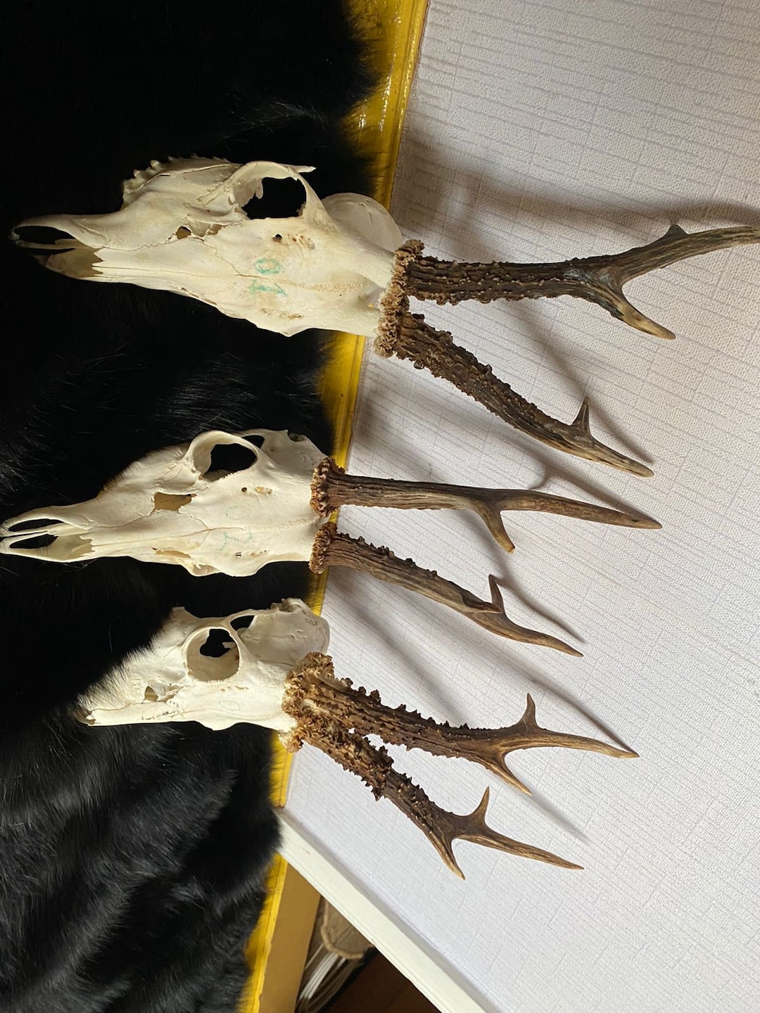 Big Roe Deer Skull - Animal Skull -soft Mount Taxidermy - Viking ...