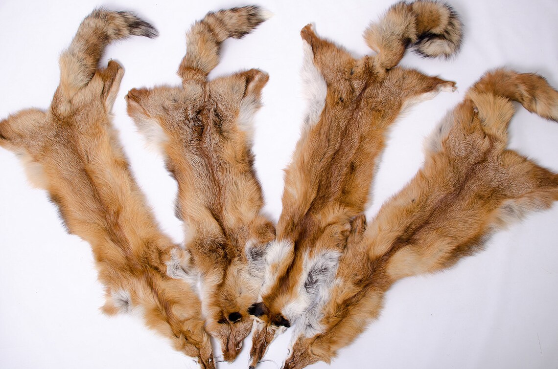 Red Fox Pelt Soft Mount Taxidermy Fox Skin Medieval - Etsy