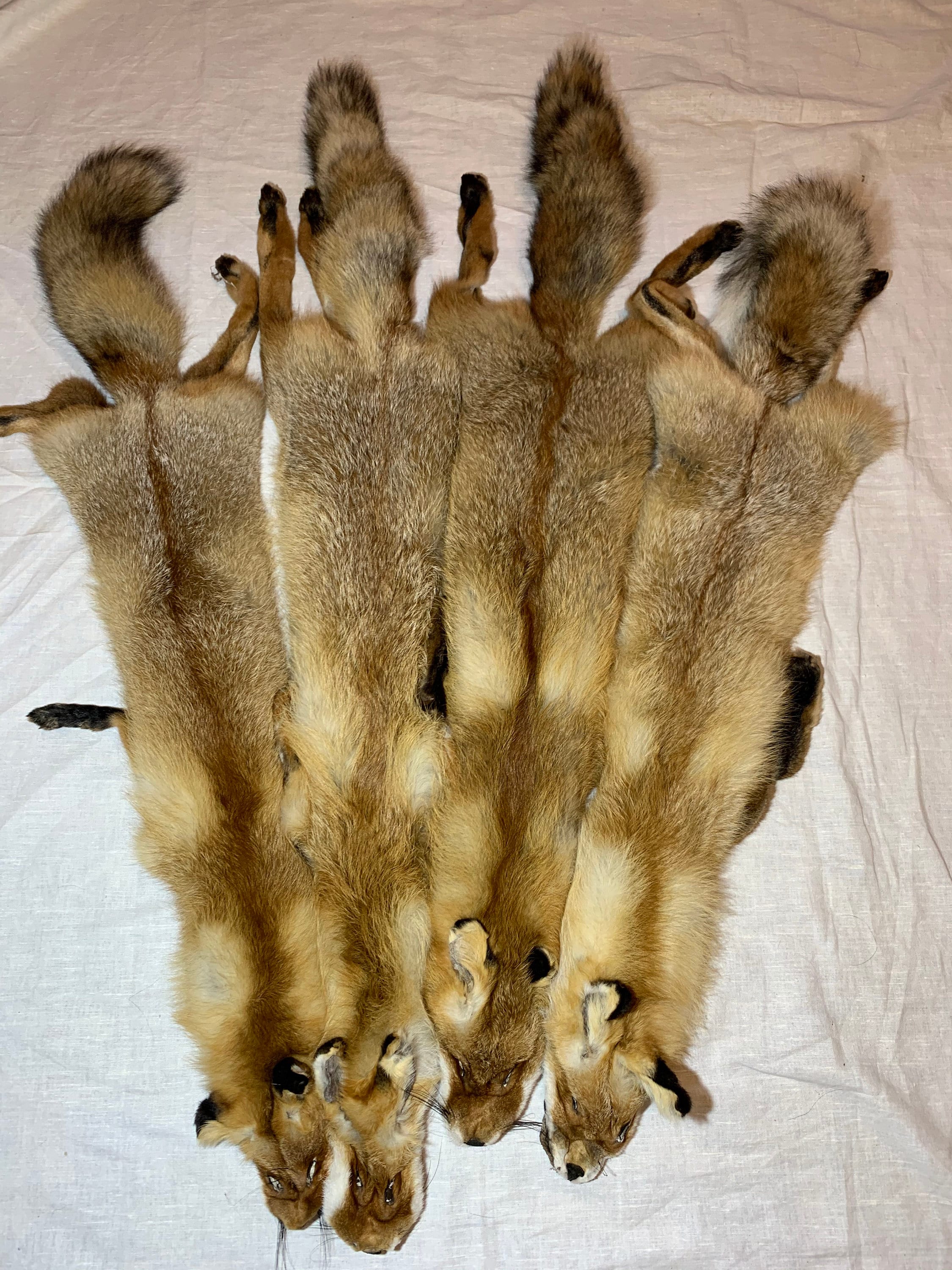 Red Fox Pelt for Taxidermy Soft Mount Skin Medieval | Etsy Australia