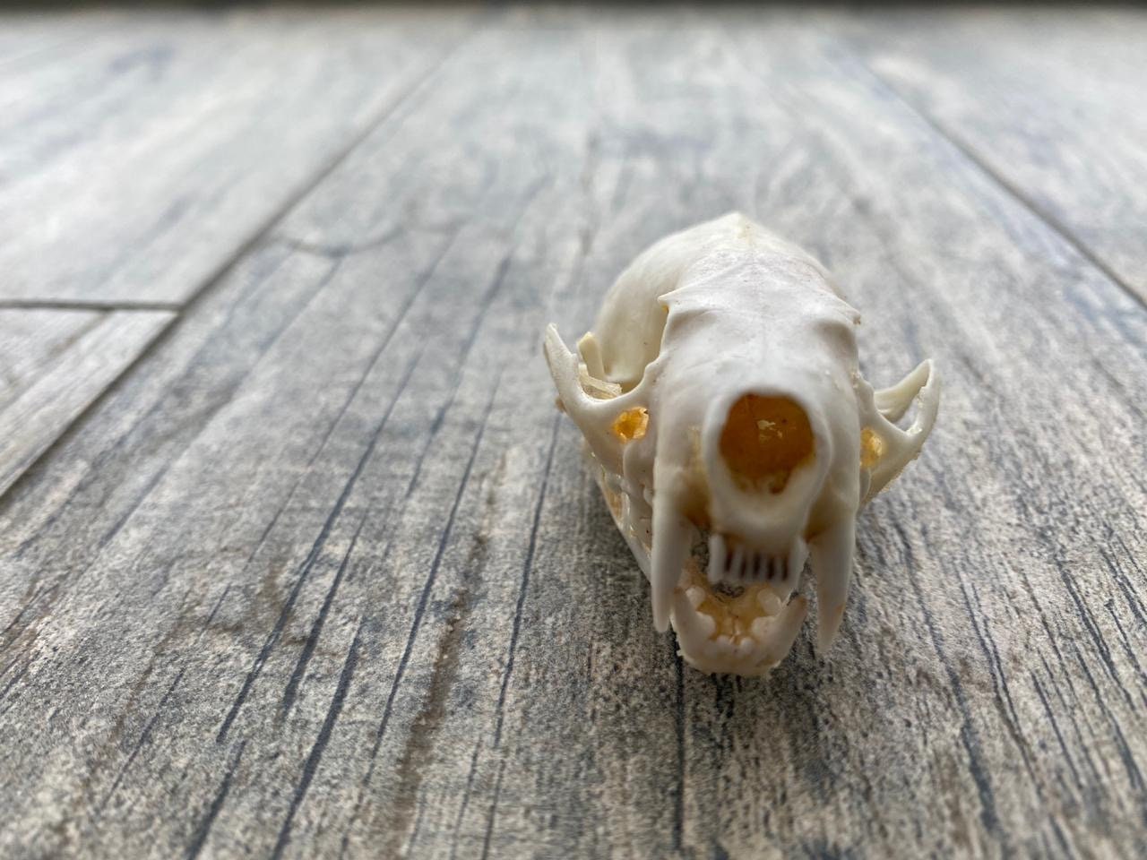 Mink Skull Fox Taxidermy Animal Skull Soft mount | Etsy