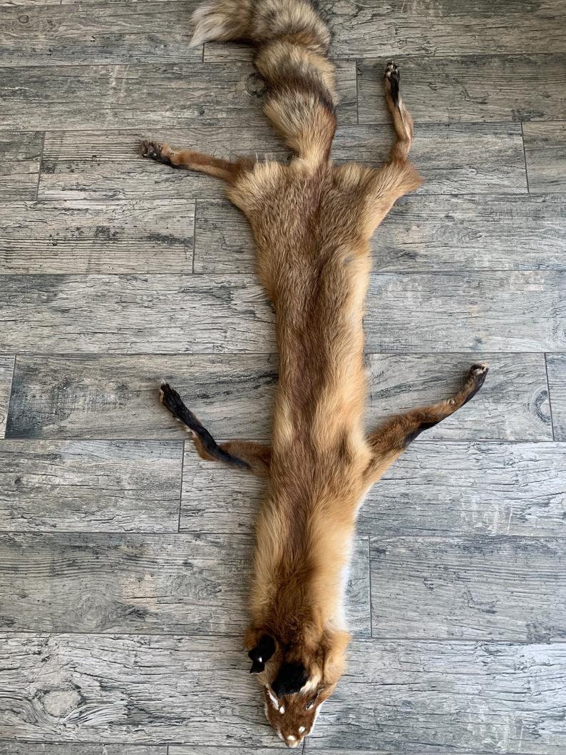 Red Fox Pelt for Taxidermy Soft Mount Skin Medieval - Etsy Australia