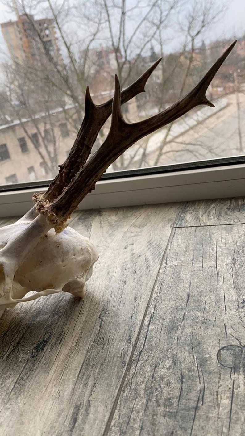Big Roe Deer Skull Animal Skull soft Mount Taxidermy - Etsy