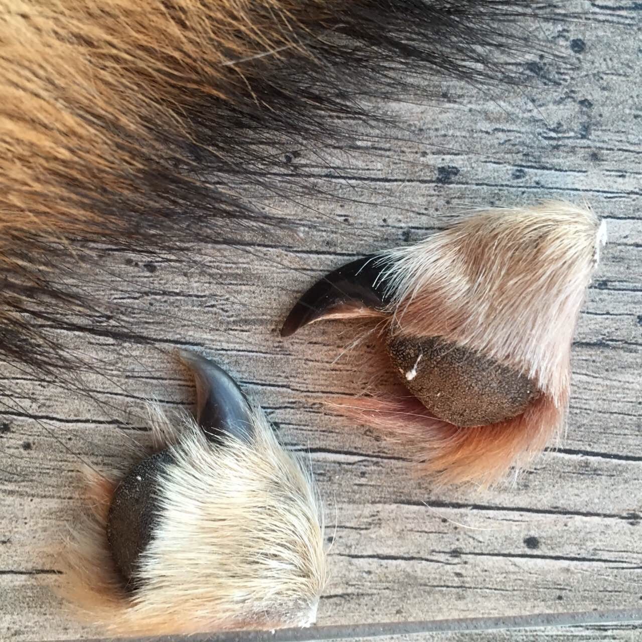 Coyote Claw | Animal Claws | Clew Necklace | Coyote Pelt | Soft Mount ...