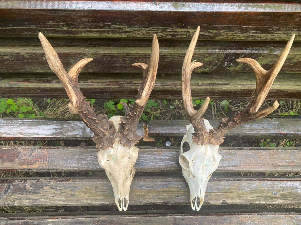 Big Roe Deer Skull Animal Skull soft Mount Taxidermy - Etsy