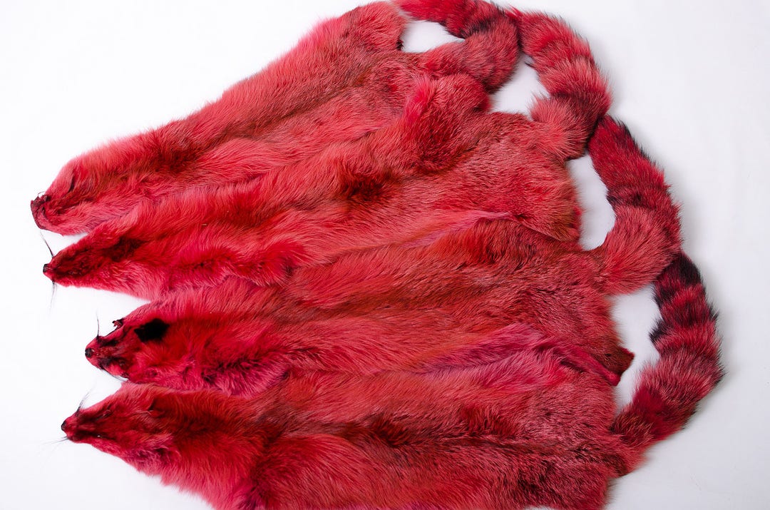 Red Fox Pelt Soft Mount Taxidermy Fox Skin Medieval Cosplay Costume ...