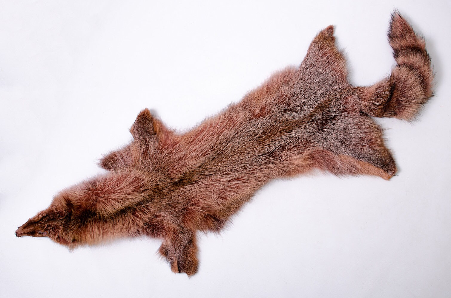 Red Fox Pelt Soft Mount Taxidermy Fox Skin Medieval - Etsy Australia