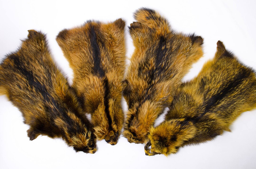 Yellow Raccoon Fur Pelt Animal Pelt Taxidermy Soft Mount - Etsy