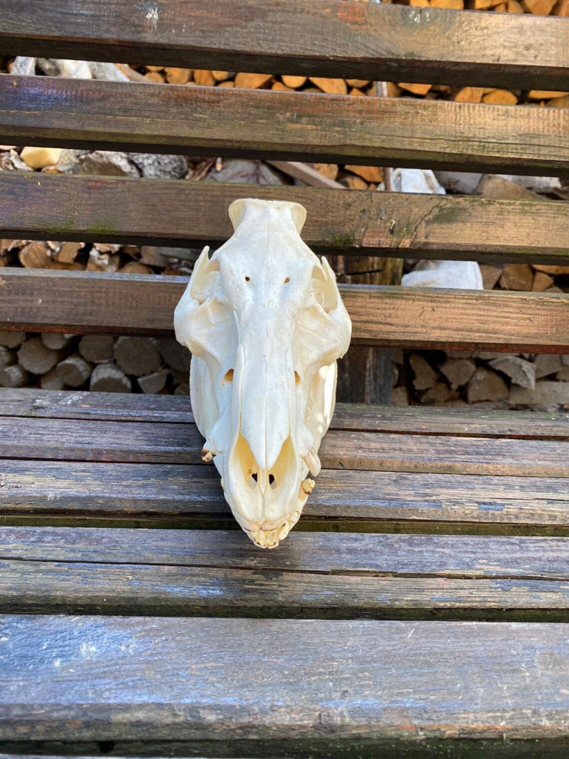 Big Boar Skull Animal Skull Animal Bones Vultureculture - Etsy